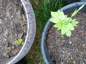 Growing Hop Rhizomes - Grow Shop